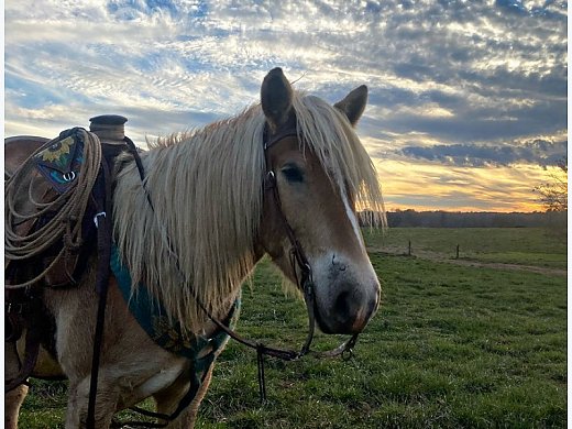 Haflinger- Trail & Ranch Gelding