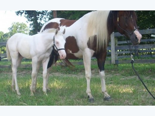 Rare White Filly!!