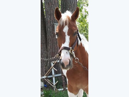 Beautiful Paint Stud Colt