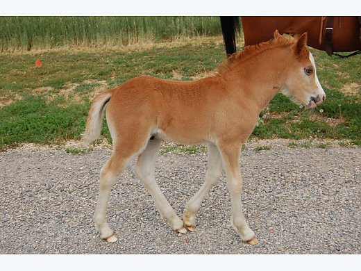 Gypsy/Welsh Draft Pony Colt
