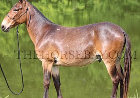 Bay Mule Gelding