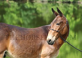 Bay Mule Gelding