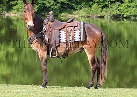 Bay Mule Gelding