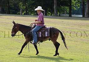 Bay Mule Gelding