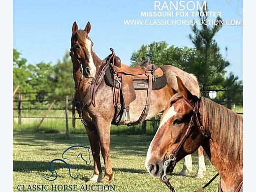 RED Roan MFT