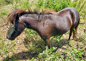 Black Mini Mare