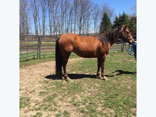 Freckles Playboy Bred AQHA Mare
