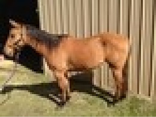Registered Yellow Dun Mare