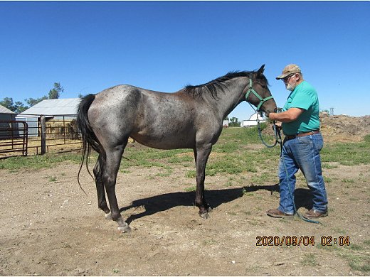 Bay Roan Filly Working Bred