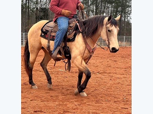 "Kid Safe" Buckskin Mare QH