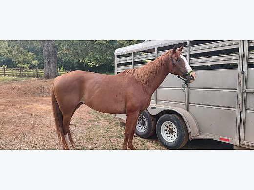 AQHA Race Broodmare