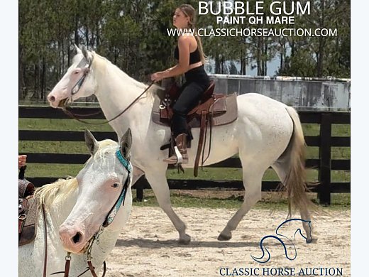 Beginner Safe Paint Mare