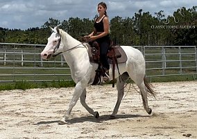 Beginner Safe Paint Mare