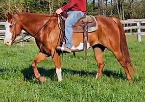 Gorgeous Overo Paint Gelding