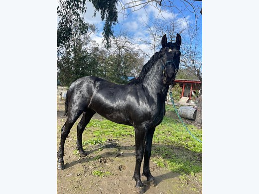 Friesian Cross Andalusain