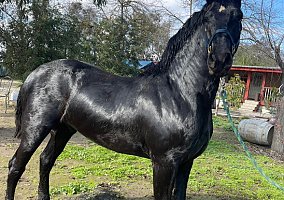 Friesian Cross Andalusain