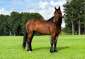 Percheron Draft Cross