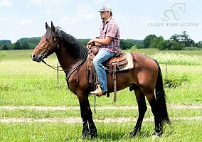 Percheron Draft Cross