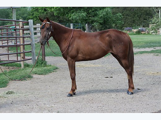 AQHA Gentle Mare