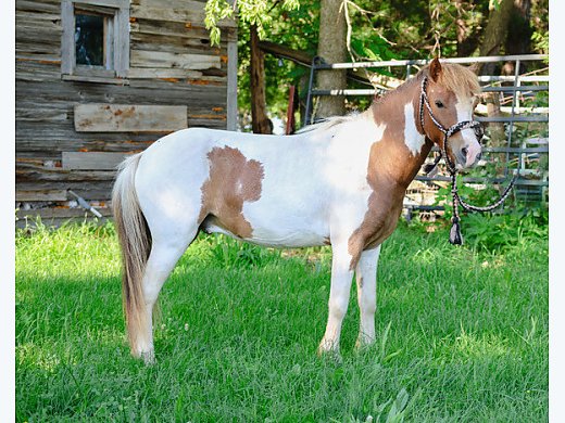 Gentle Kid Pony