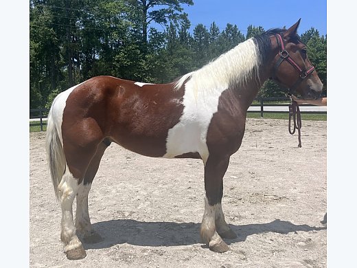 Spotted Draft Gelding