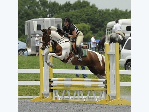 Stunning, Safe, fun Gelding With Changes!