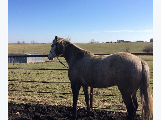 6 Year Grey Gelding