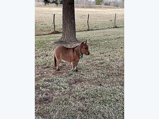 Cute Mini Mule - Pet Quality