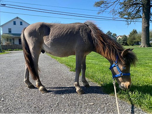 Registered Mini Colt