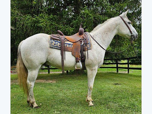 Stout Built Quarter Horse