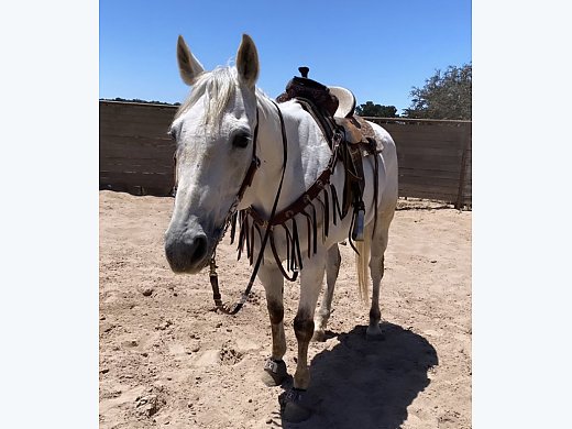 Ranch/Rope Horse