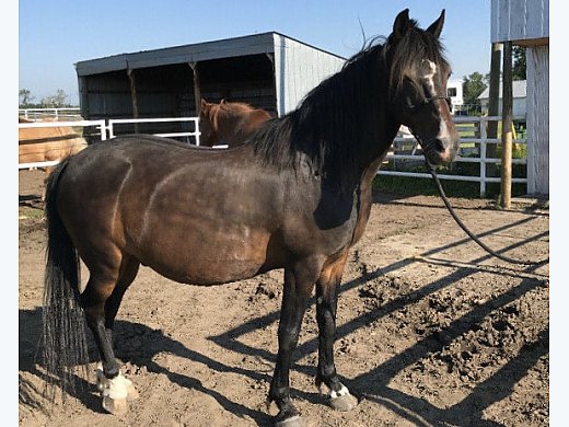 Morgan Gelding for Sale