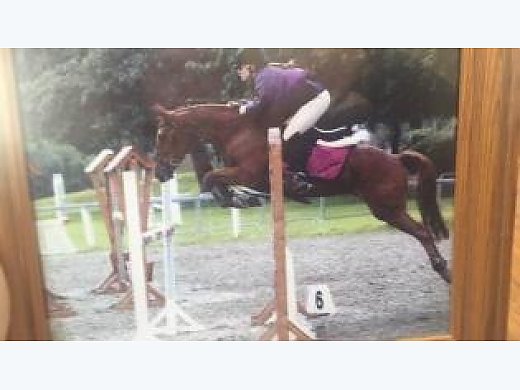 Talented 148cm Pony