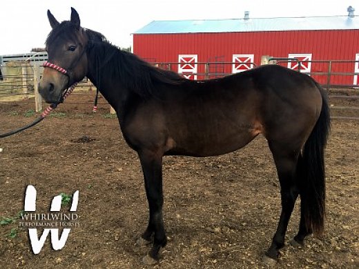 2 Year Old AQHA Brown Mare (Playgun/Real Gun Bloodlines)