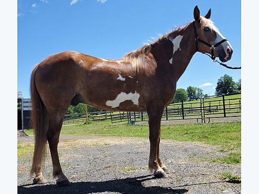 Flashy Paint Crossbred Gelding