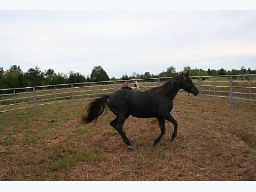 Beautiful Black Arabian Cross Mare