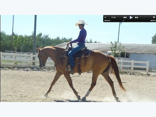 Versatile Flashy Red Dun QH Gelding