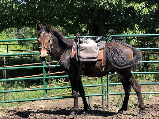 Well Started Mule