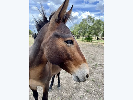 Young, Healthy Mule for Sale