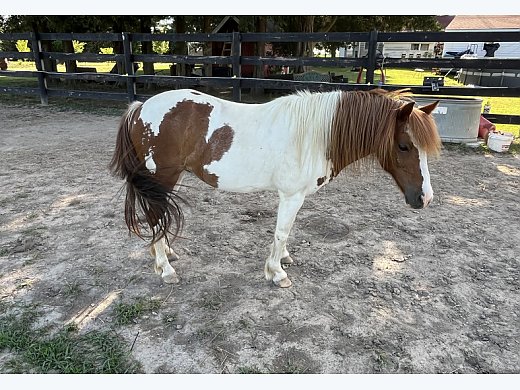Flashy Paint Pony
