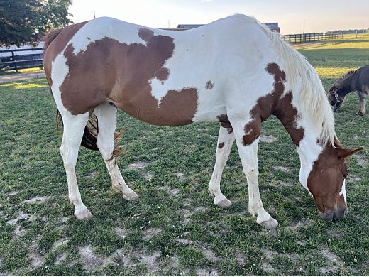 Flashy Registered Paint Mare