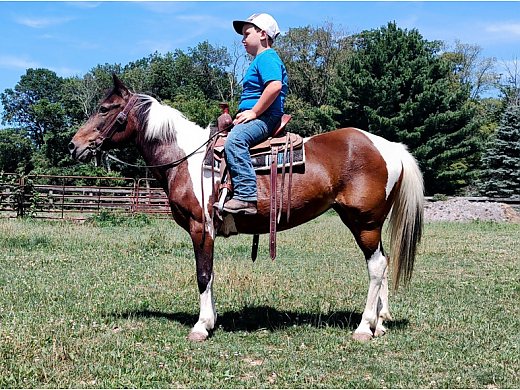 Outstanding Paint Pony