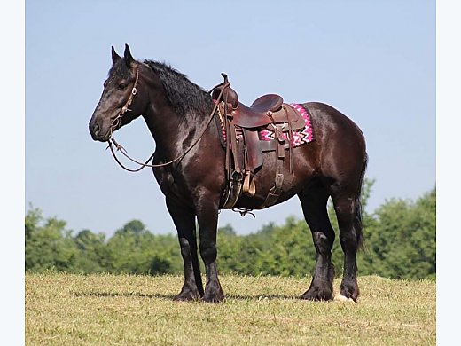 Percheron X Friesian Gelding