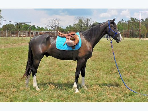 Registered Dutch Harness