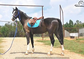 Registered Dutch Harness