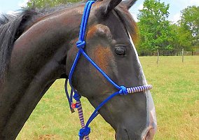 Registered Dutch Harness