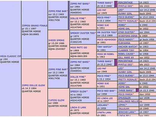 Weanlings AQHA & APHA