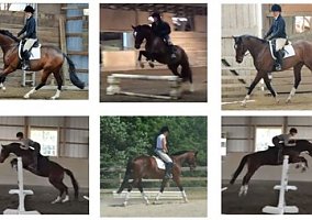 Thoroughbred Gelding - 7 Year old 16 Hand bay