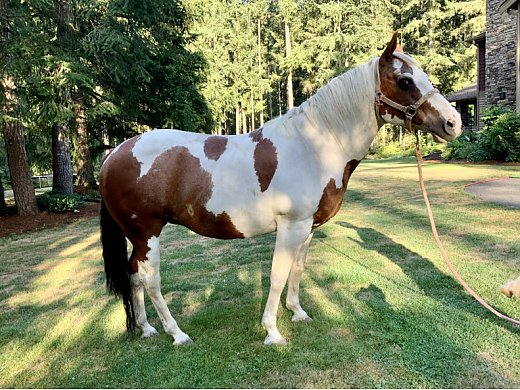 2004 APHA Paint Mare