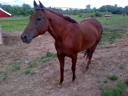 Red Chestnut Quarter Gelding